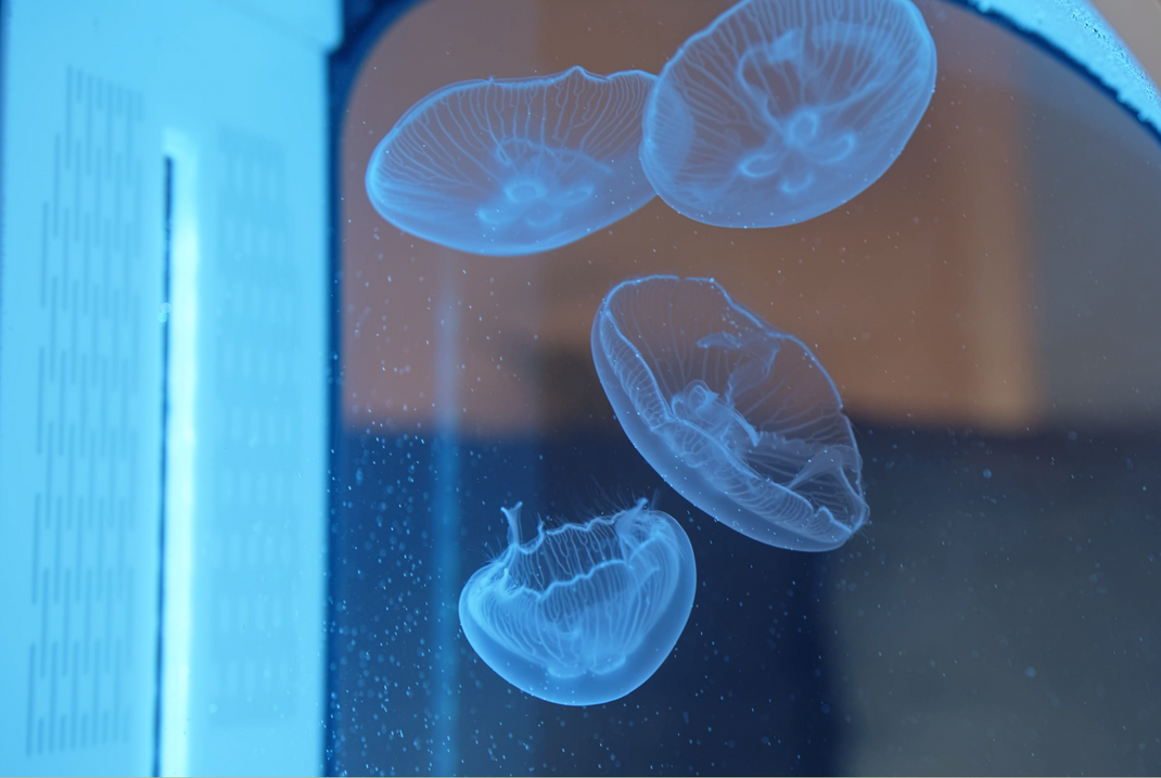 Alpha22 Jellyfish Aquarium starter kit Pet Jellyfish At Home ...