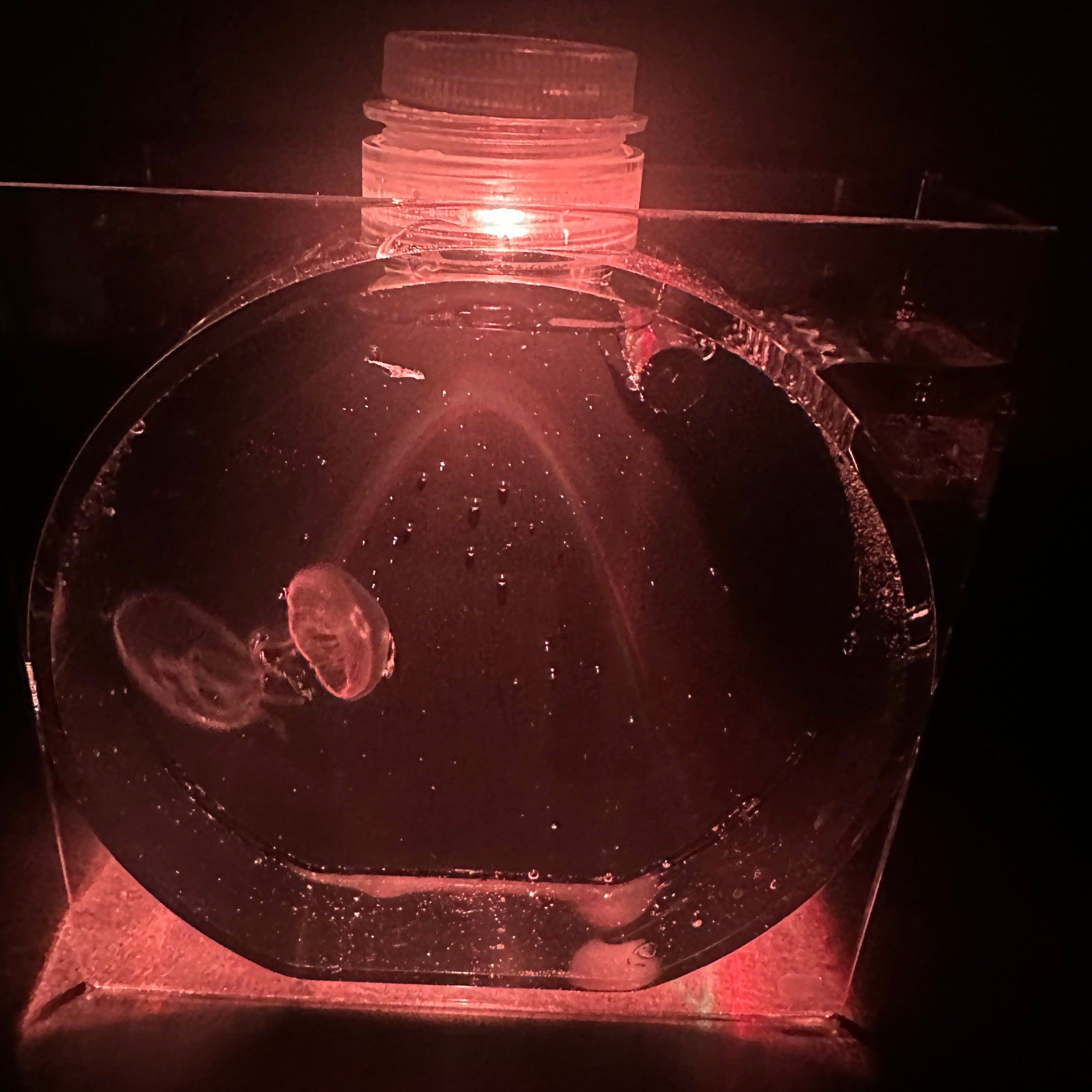 Starter kits | PetJellyfishUS