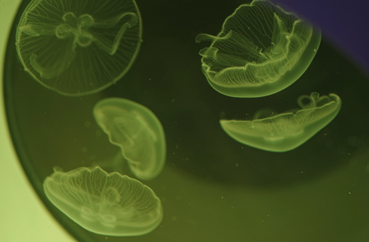 Cannonball Jellyfish Package – PetJellyfishUS