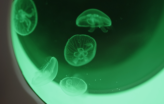 O2 Jellyfish Aquarium starter kit Pet Jellyfish At Home USA ...