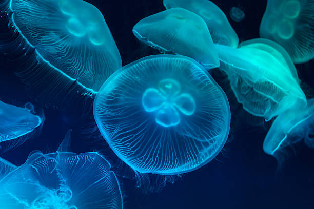 Cannonball Jellyfish Package – PetJellyfishUS